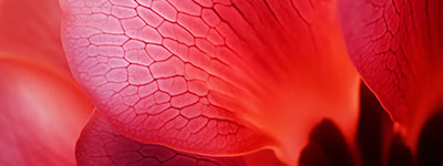 Magnified VBS 2025 | Lifeway VBS Theme